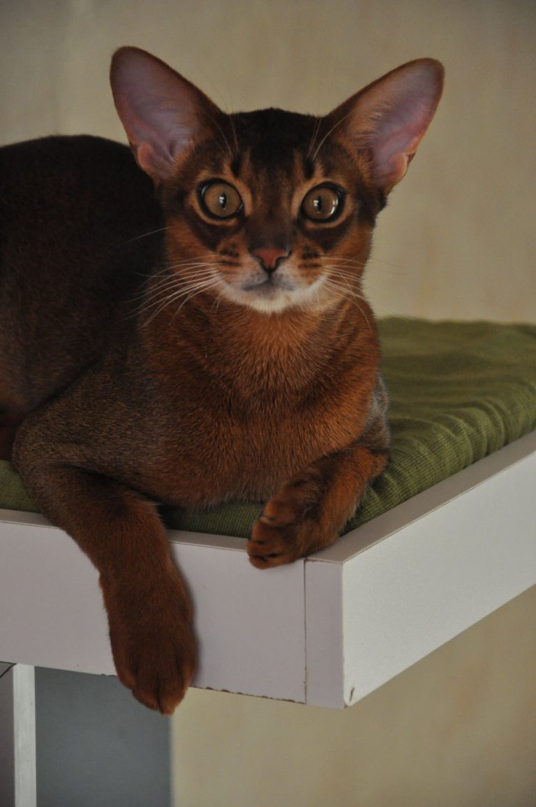 Abyssinian Cat for Sale: Kittens available | Omnia Mea Cattery