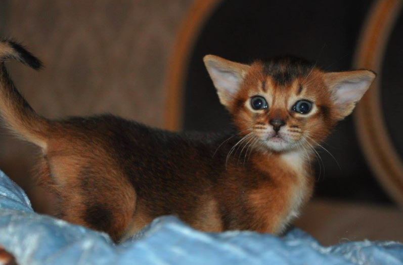 Abyssinian Cattery in USA